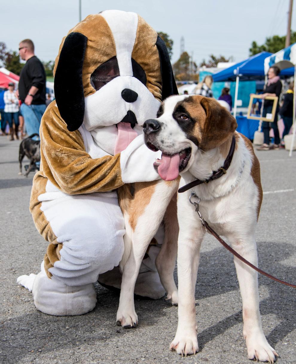 Animal companionship and mental health: How pets can help with mental ...