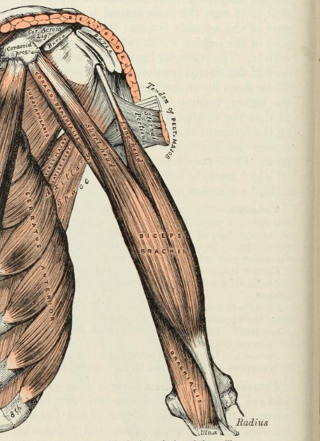 Muscles Explained: How to exercise your biceps | City News ...