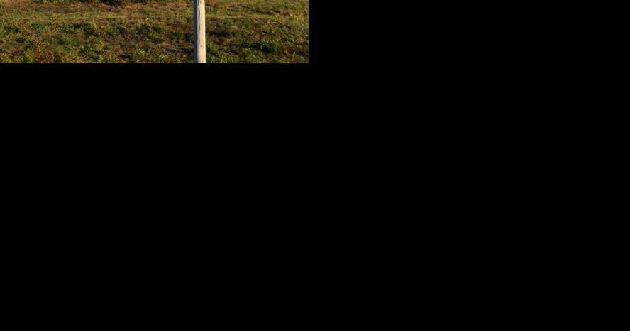 Former JFG Coffee building, sign an ode to Knoxville’s past | Lifestyle ...