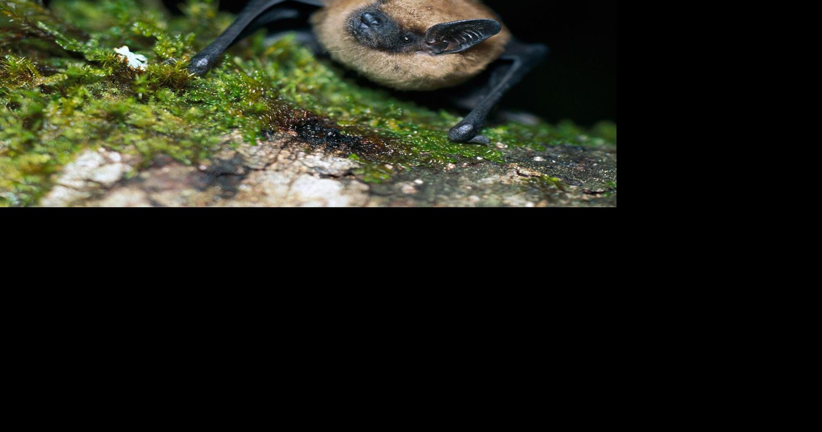‘Our bats really need our help’: UT Arboretum supports bat conservation ...