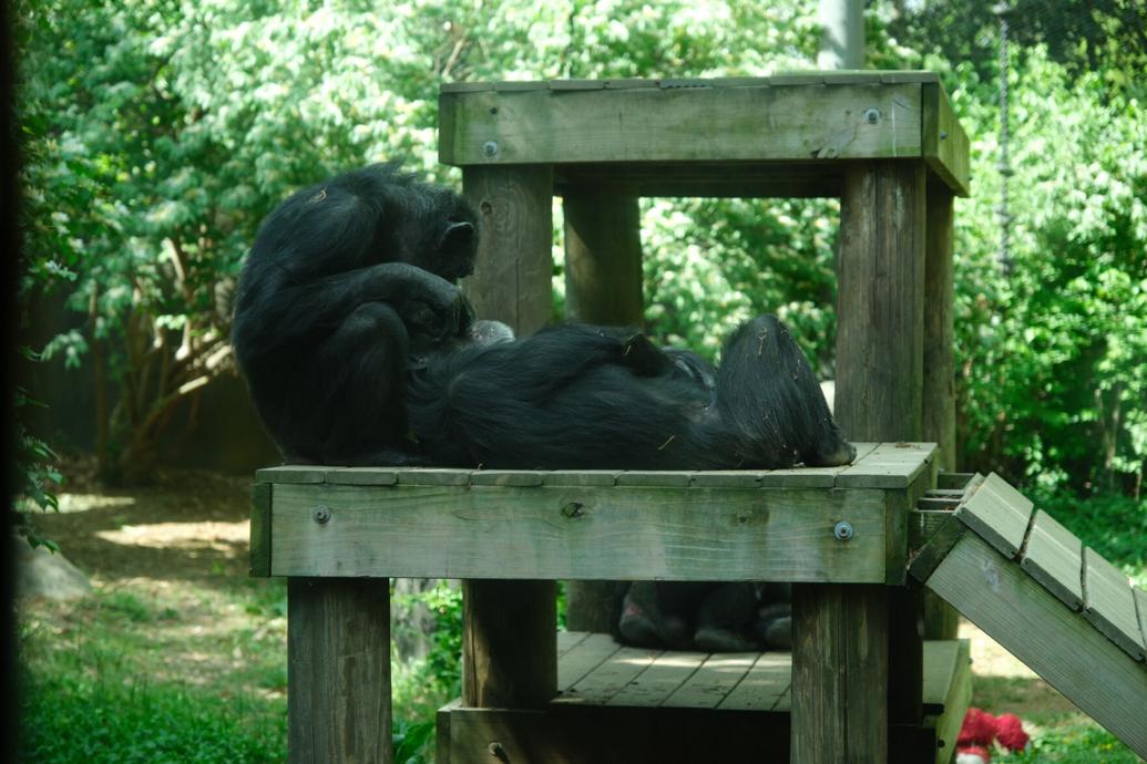 UT students, professors reflect on Jane Goodall’s legacy after death at ...