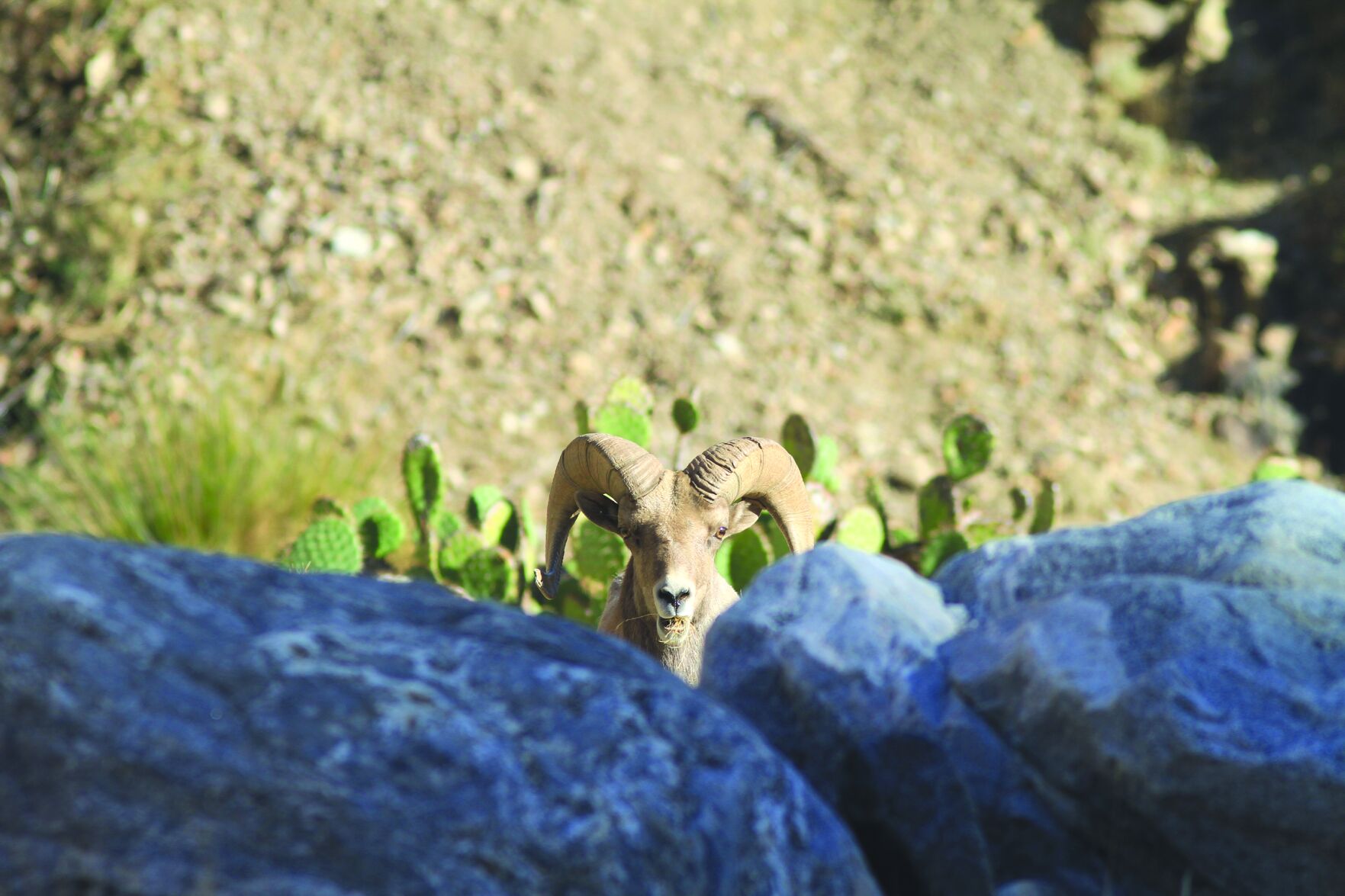 Backcountry Bighorn: Desert bighorn sheep maintain a precarious ...