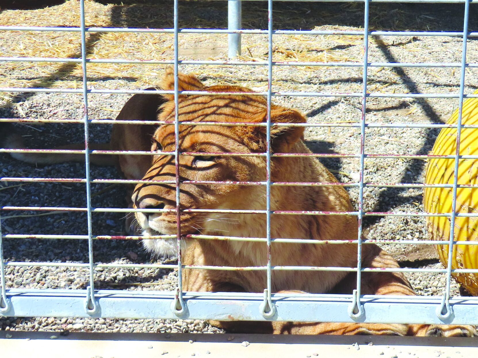 Lions, Tigers and Bears: Frazier Park exotic animal rescue fined $50K ...