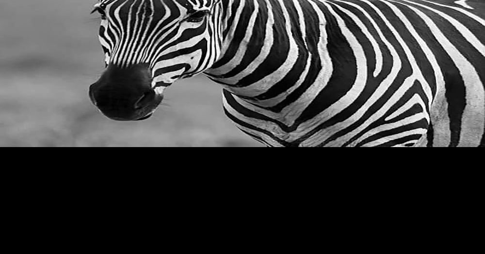 HONORABLE MENTIONS: ANIMALS | | vcreporter.com