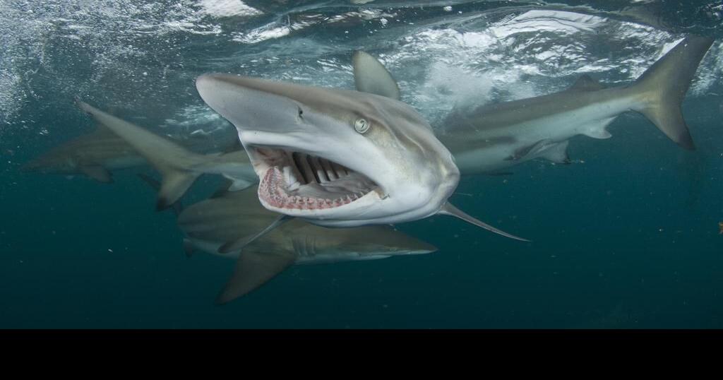 UP CLOSE AND PERSONAL | The Illuminating Selachian Photography of Nat ...