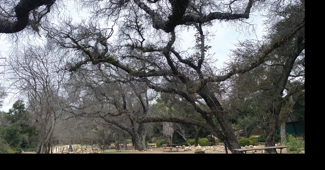 ‘Dead, dying and damaged’: Improper herbicide use affects hundreds of ...