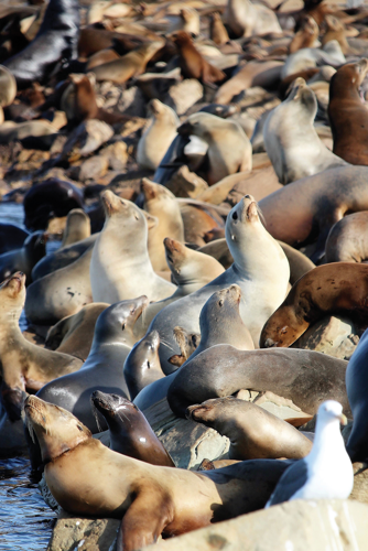 HONORABLE MENTIONS: ANIMALS | | vcreporter.com