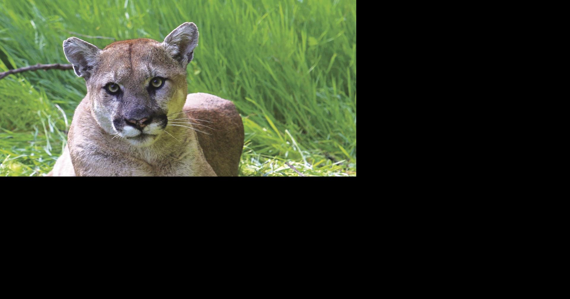 How to Save a Lion: Averting extinction with the world’s largest animal ...