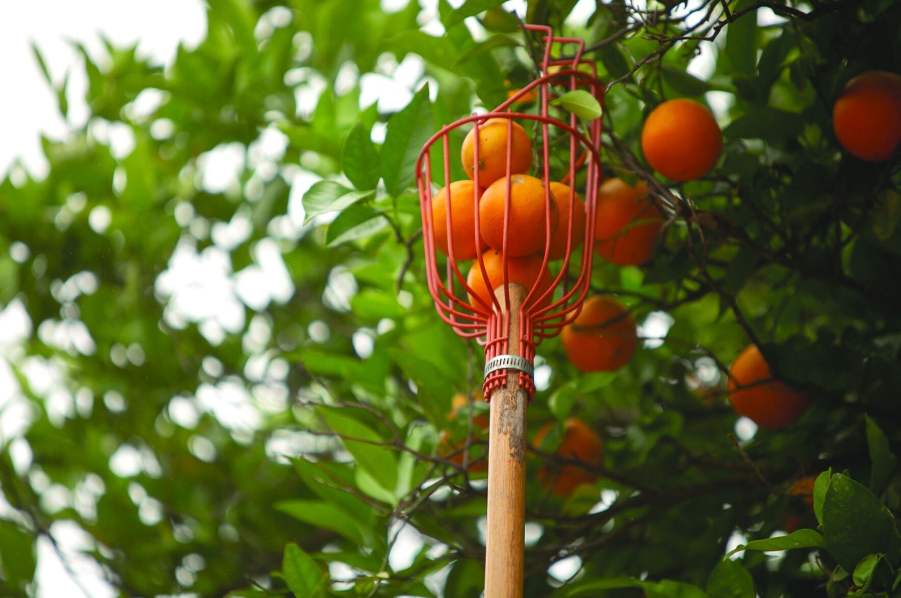 Harvesting Hope: Food Forward’s Zest Fest invites Ventura County ...