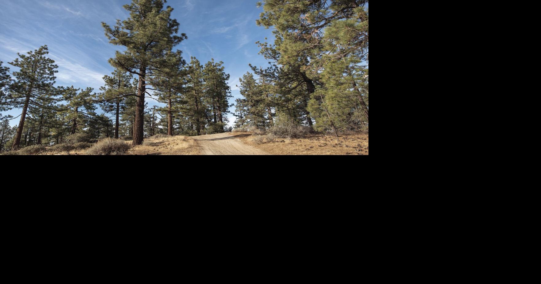 USFS wins suit over forest thinning plan | News | vcreporter.com