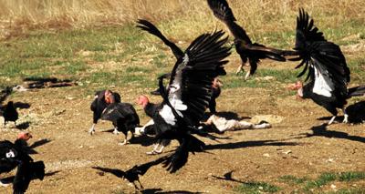 California condor population soaring | News | vcreporter.com
