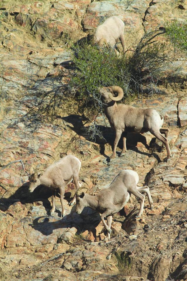 Backcountry Bighorn: Desert bighorn sheep maintain a precarious foothold in the Sespe Wilderness ...