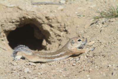 Little hooligans of the high veld: The surprisingly resilient antelope ...