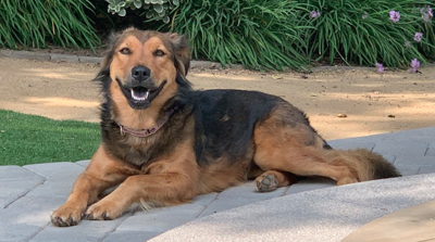 LAYLA FINDS HER WAY HOME | Dog Days nonprofit helps owners of missing ...