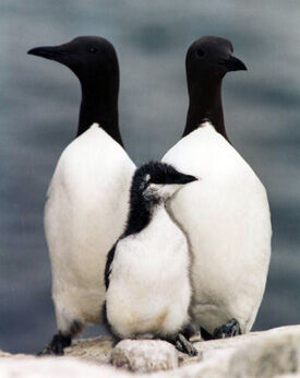 Murre seabird chicks hatch for the first time in 100 years in the ...