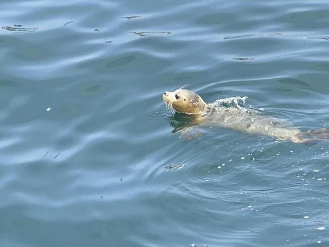 Rescued, rehabilitated, returned: Pacific harbor seal pups rescued in ...