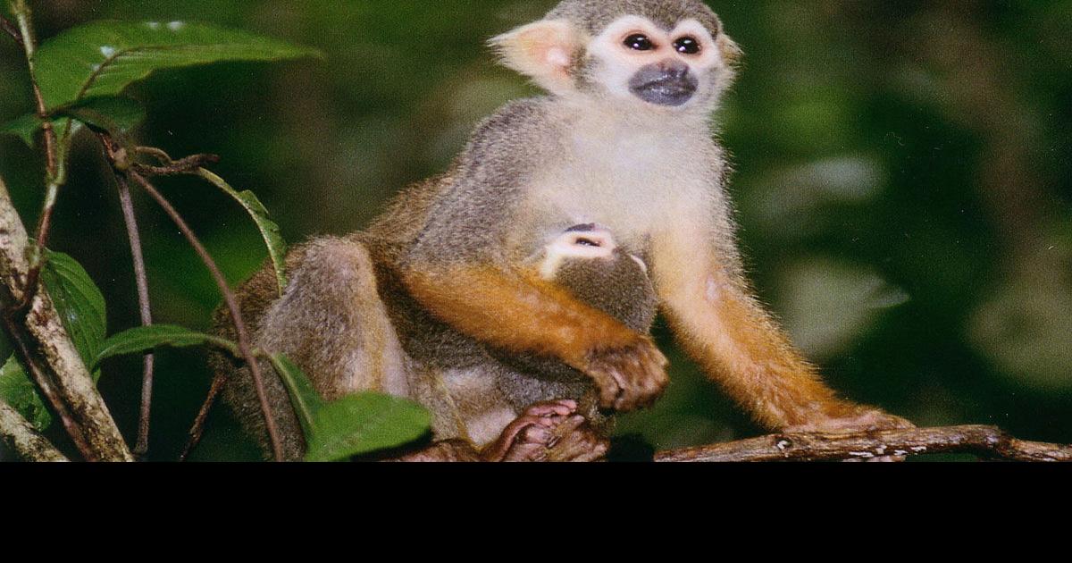 MONKEY BUSINESS | CLU educator dedicates life to understanding ...