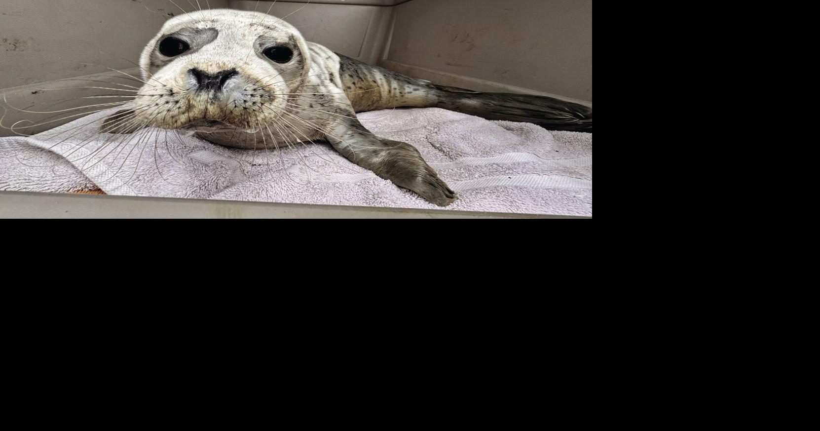 Rescued, rehabilitated, returned: Pacific harbor seal pups rescued in ...