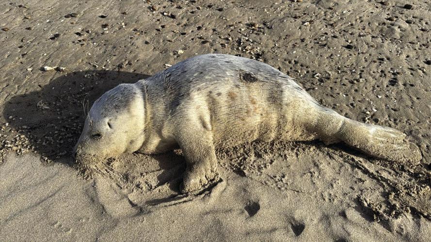 Rescued, rehabilitated, returned: Pacific harbor seal pups rescued in ...