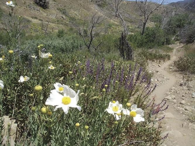 ‘Generational hand-off’: Deneen takes over leadership of Keep Sespe ...