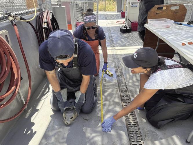 Rescued, rehabilitated, returned: Pacific harbor seal pups rescued in ...