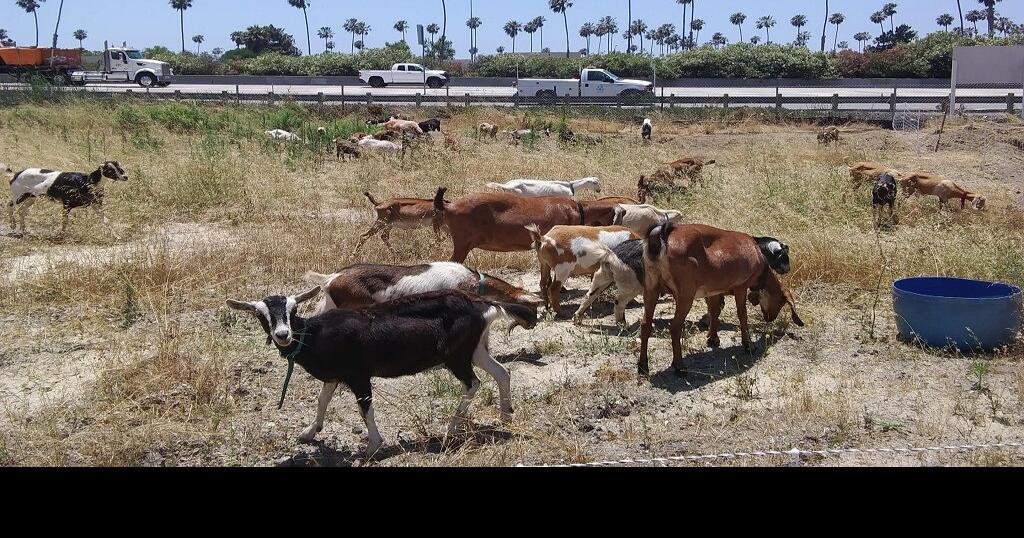 PLANET VENTURA | Goats rodeo | News | vcreporter.com