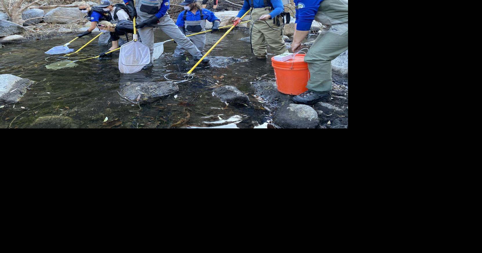 VC hosts endangered fish: Steelhead impacted by wildfire find temporary ...