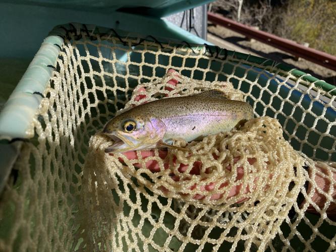 VC hosts endangered fish: Steelhead impacted by wildfire find temporary ...