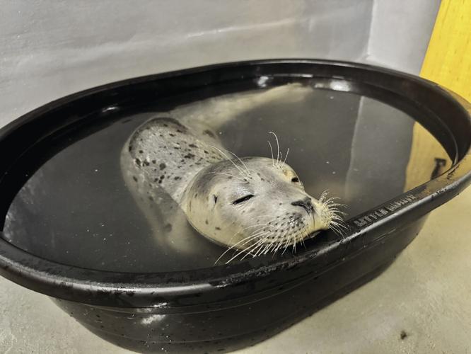 Rescued, rehabilitated, returned: Pacific harbor seal pups rescued in ...