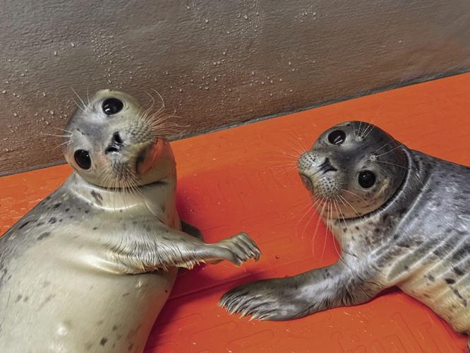 Rescued, rehabilitated, returned: Pacific harbor seal pups rescued in ...