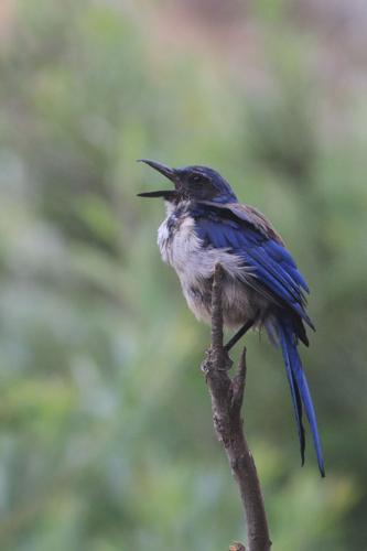 FEATHERED FRIENDS | The evolution and impact of Santa Cruz Island’s ...