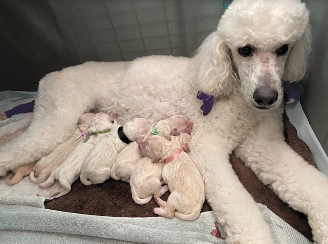 FUR THERAPY | VIP Dog Teams trains therapy-facility dogs | News ...