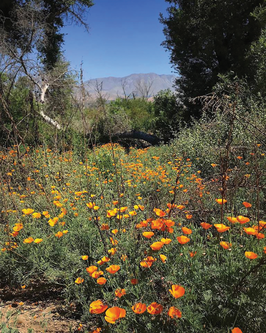 Access Granted: Santa Clara River Preserve opens to the public ...