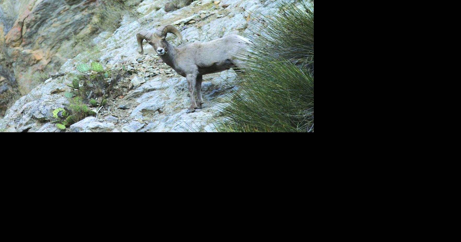 Backcountry Bighorn: Desert bighorn sheep maintain a precarious foothold in the Sespe Wilderness ...