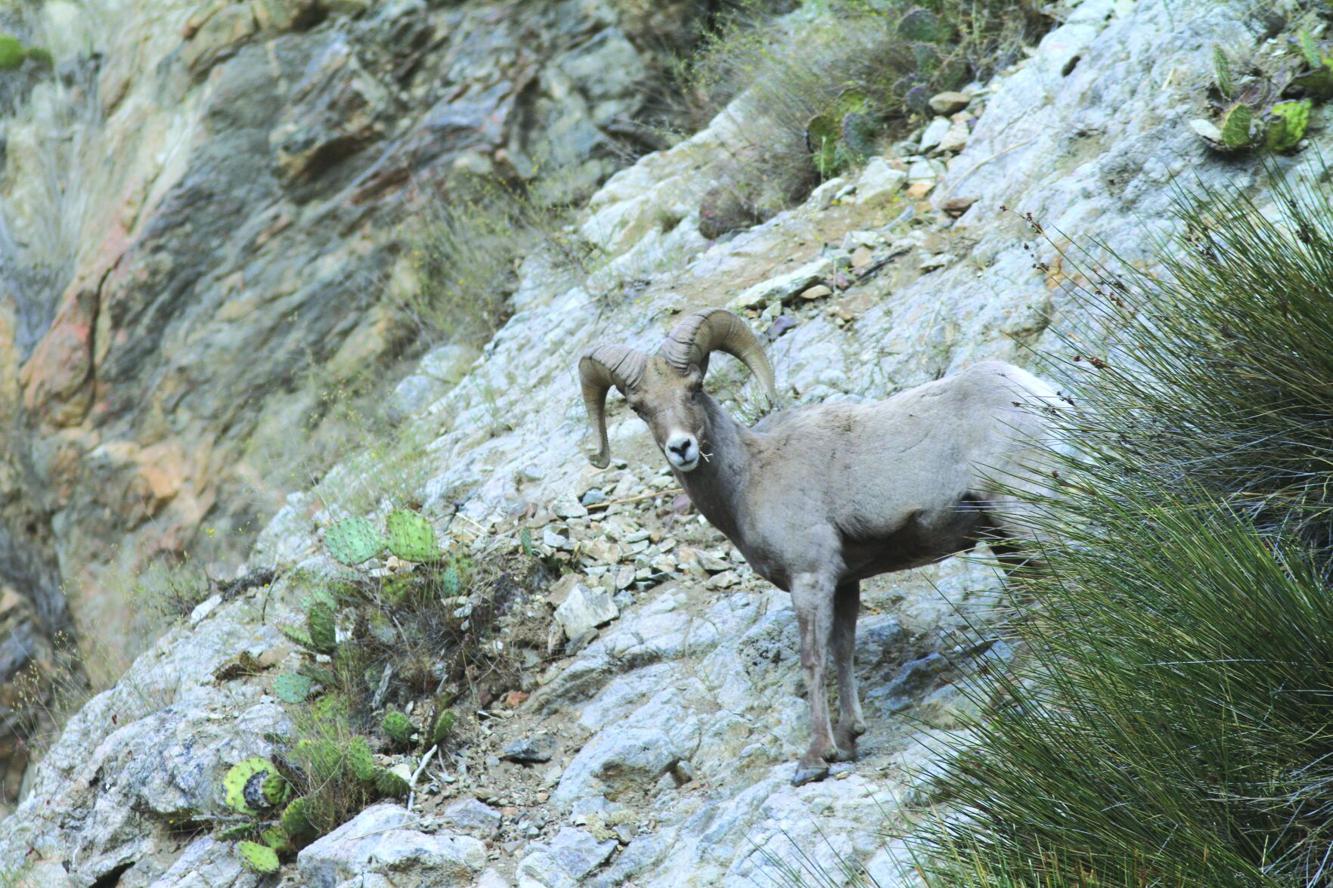 Backcountry Bighorn: Desert bighorn sheep maintain a precarious foothold in the Sespe Wilderness ...
