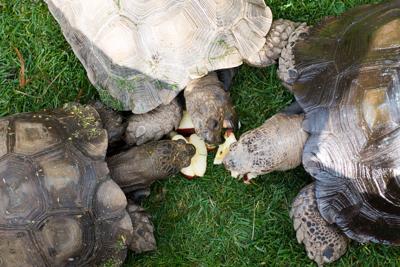 KINDNESS CORNER | Volunteers needed to care for tortoises | News ...