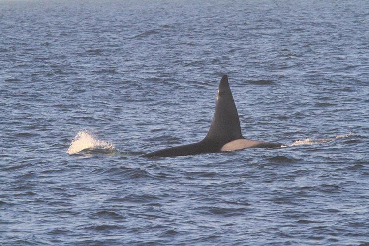 OCEAN HUNTERS | Transient orca pod makes rare appearance near Channel ...