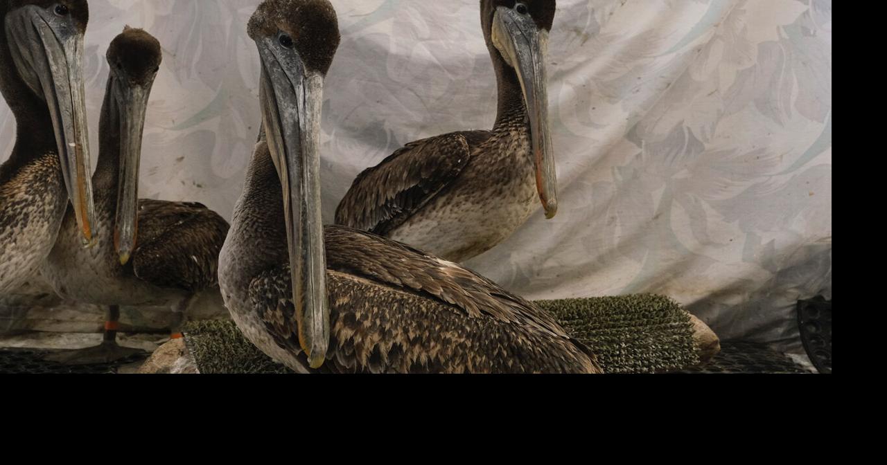 Species in the Spotlight: 'Wild Rescue' brings animal rehab to IMAX ...