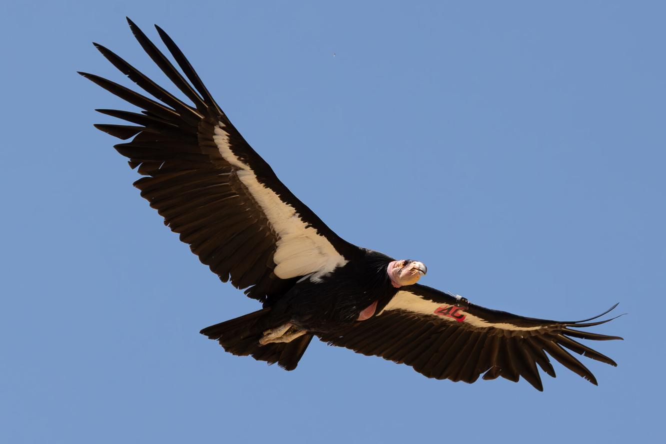 Condor Population Increase: Number of birds climbs to 600, but threats ...