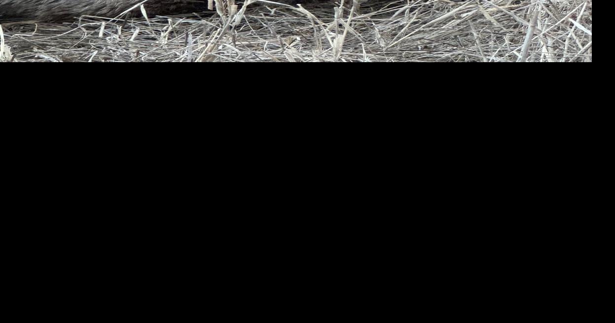 Mountain lion in Camarillo: Big cat captured, safely returned to ...