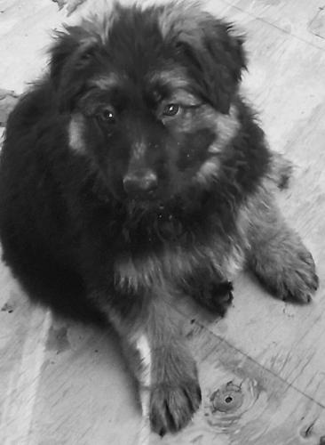 ADORABLE Purebred German Shepherd Puppies Four female German Shepherd ...
