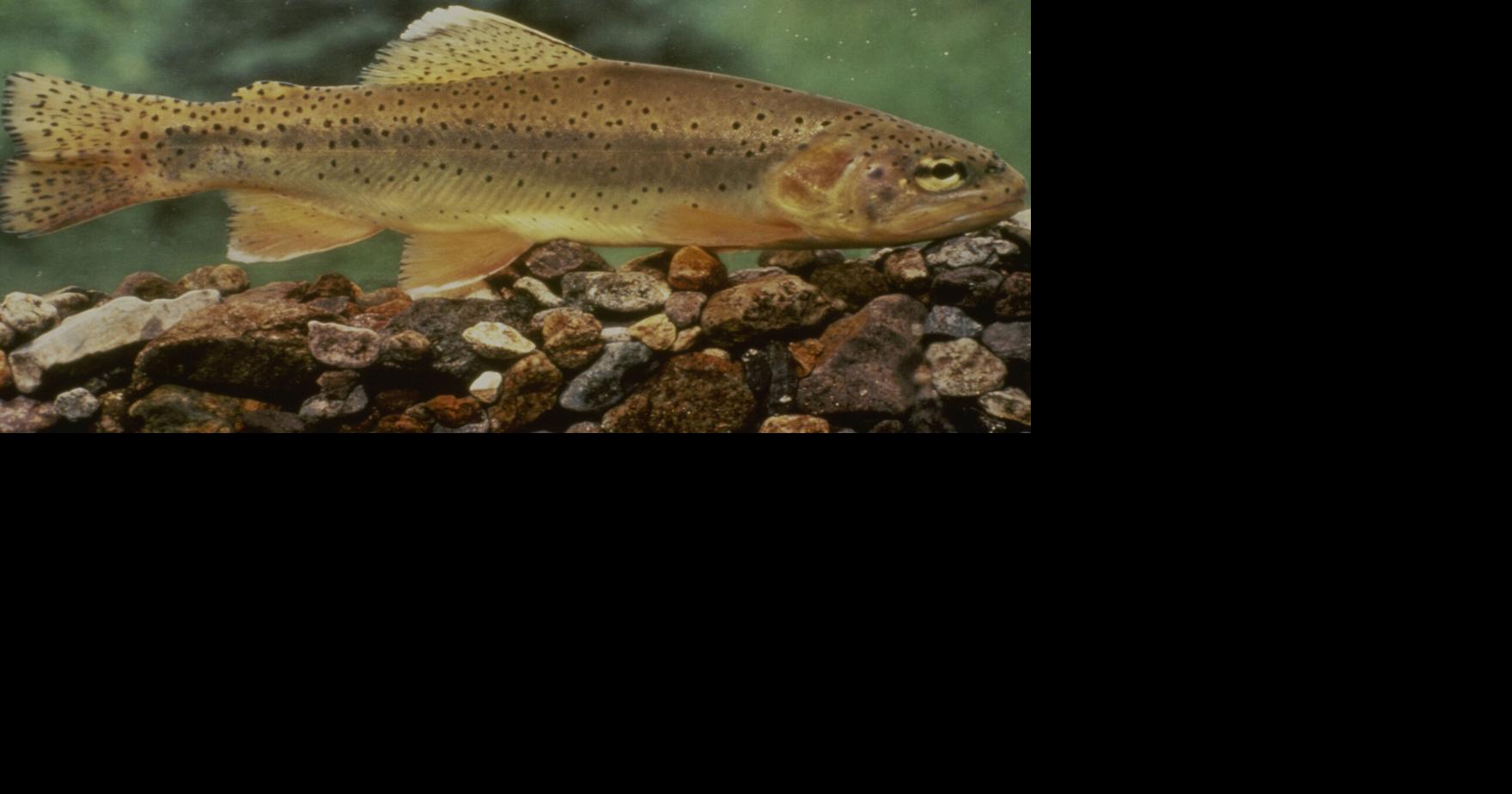 Apache trout, AZ's state fish, de-listed by Interior | State ...