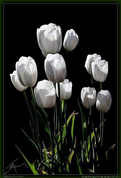 White | Features | verdenews.com