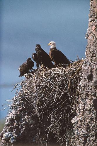 empty eagle nest