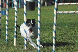 Dog Agility Show 2007 | Photo Galleries | verdenews.com