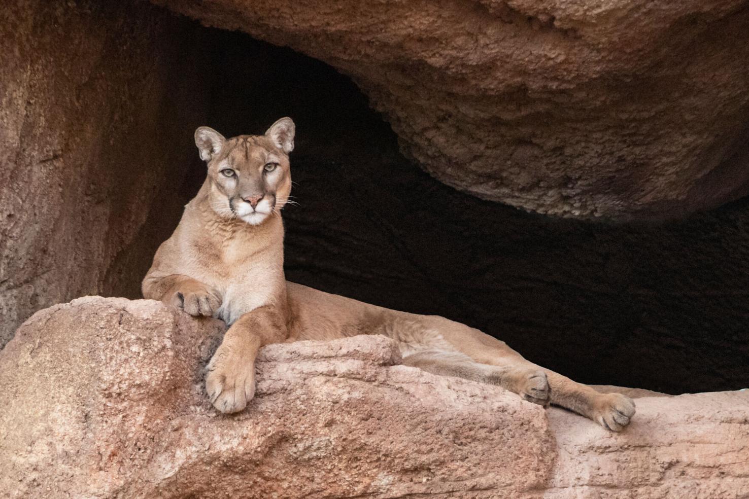 Mountain lions in the Verde Valley are on the prowl: Here's how to stay ...