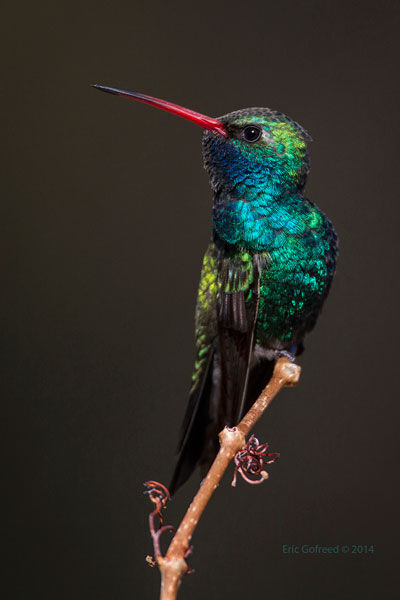 Unmasked friendly deceiver | Features | verdenews.com