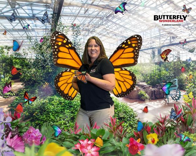 Learn all about butterflies at BENA's Chapter Meeting | Kudos ...