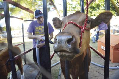 5 things you won’t want to miss at this year’s Verde Valley Fair | News ...