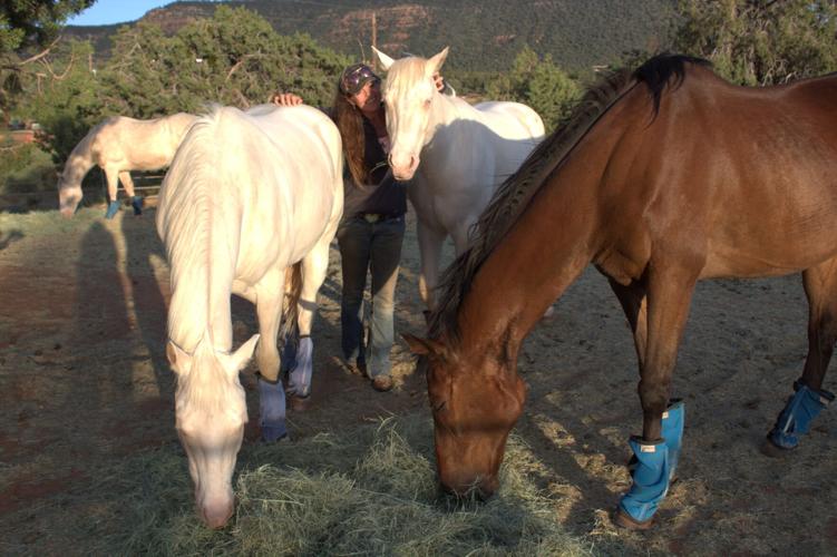 Rescued Horses Help Humans Heal Trauma; Nervous system regulation magic ...
